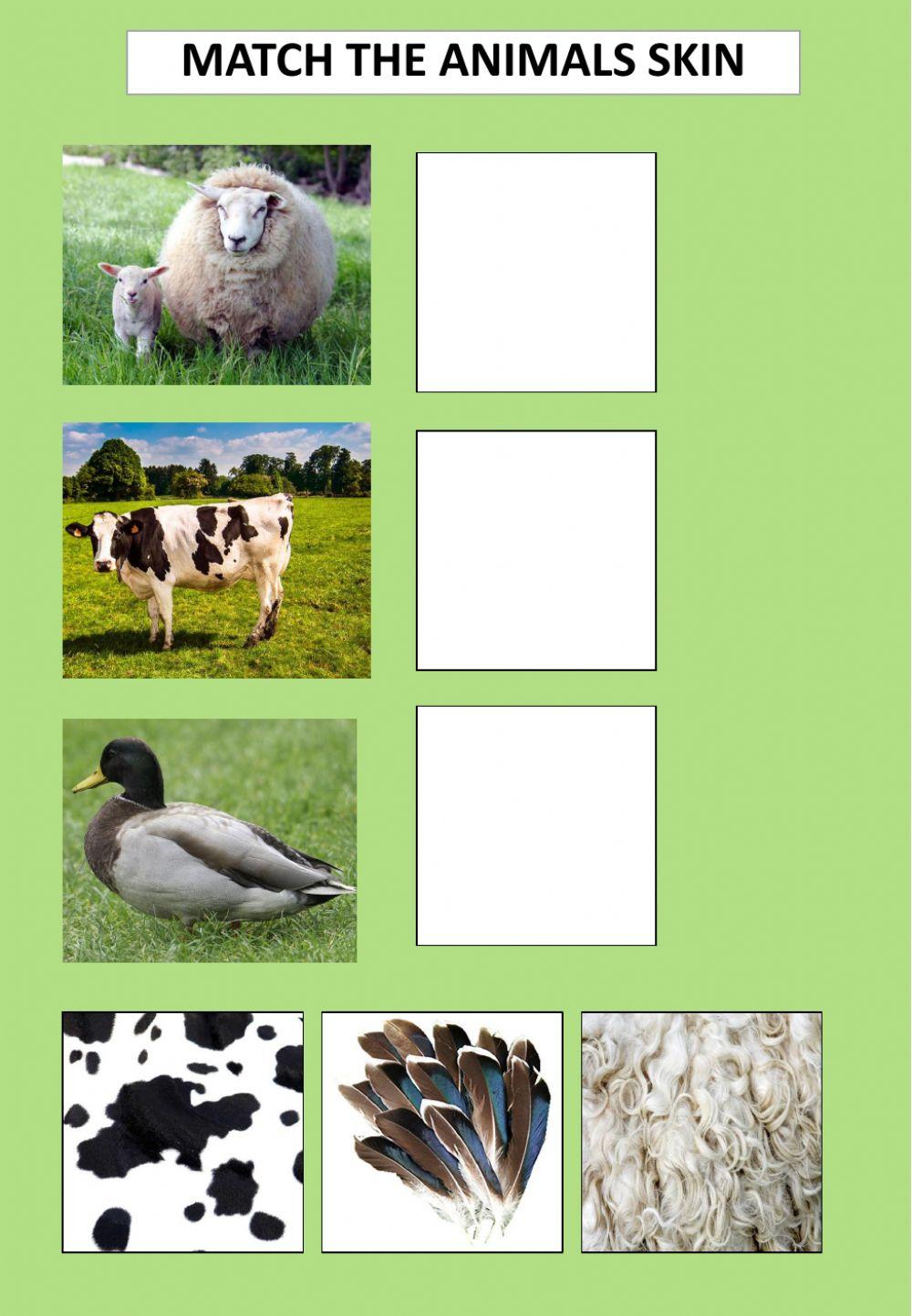 Match animals skin worksheet | Live Worksheets