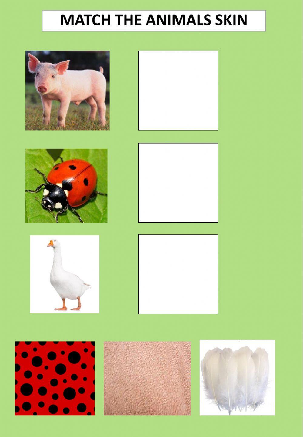 Match animals skin interactive worksheet | Live Worksheets
