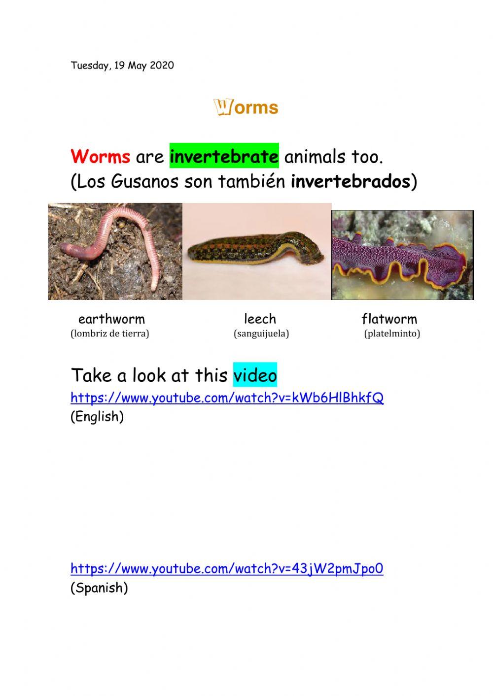 205634 | Invertebrates | Angelica | LiveWorksheets