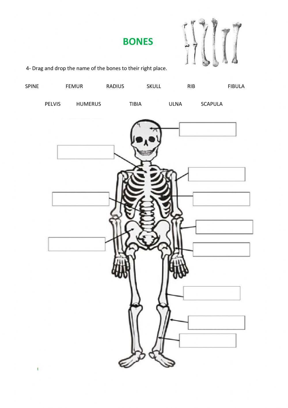 The Locomotor System Esl Worksheet By Janeco - vrogue.co
