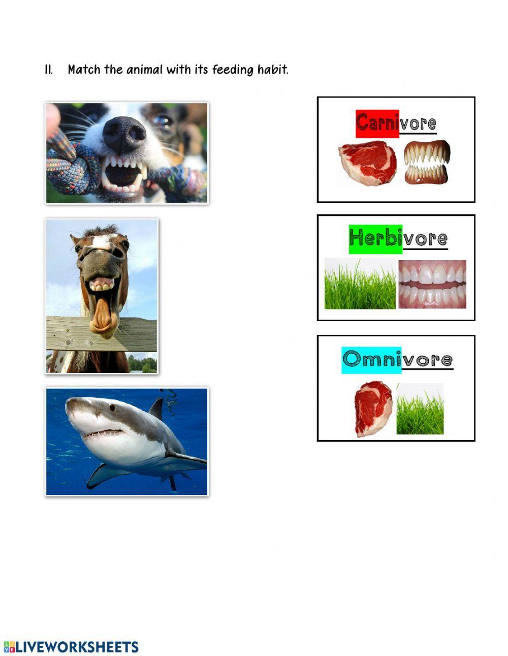 146422 | Teeth | Javiera Corvalán Saez | LiveWorksheets