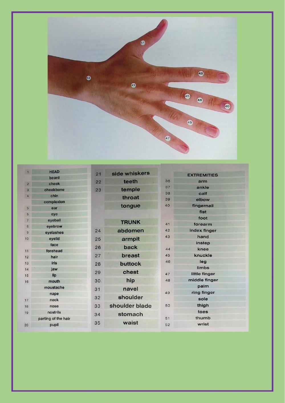 Body parts and … | Free Interactive Worksheets | 209311