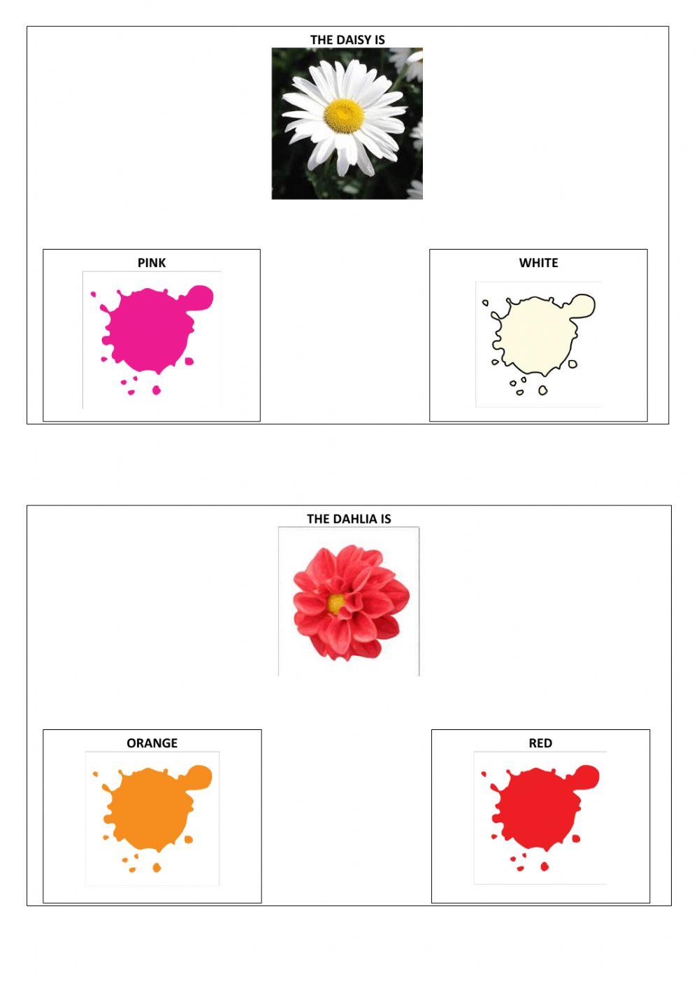 The colours of flowers worksheet | Live Worksheets