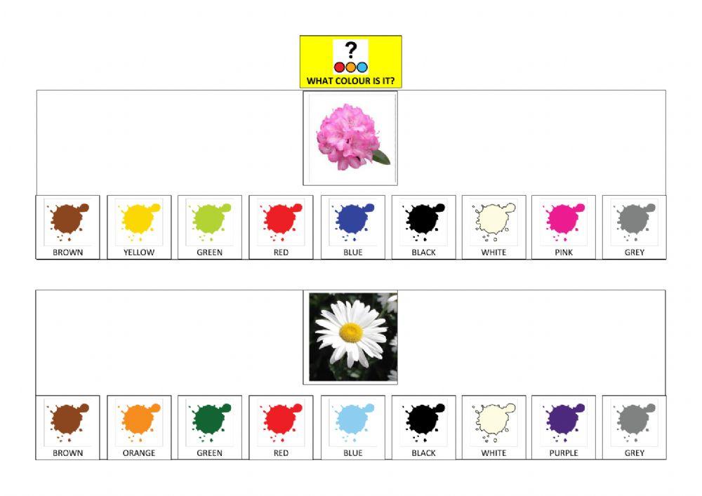Colours of flowers worksheet | Live Worksheets