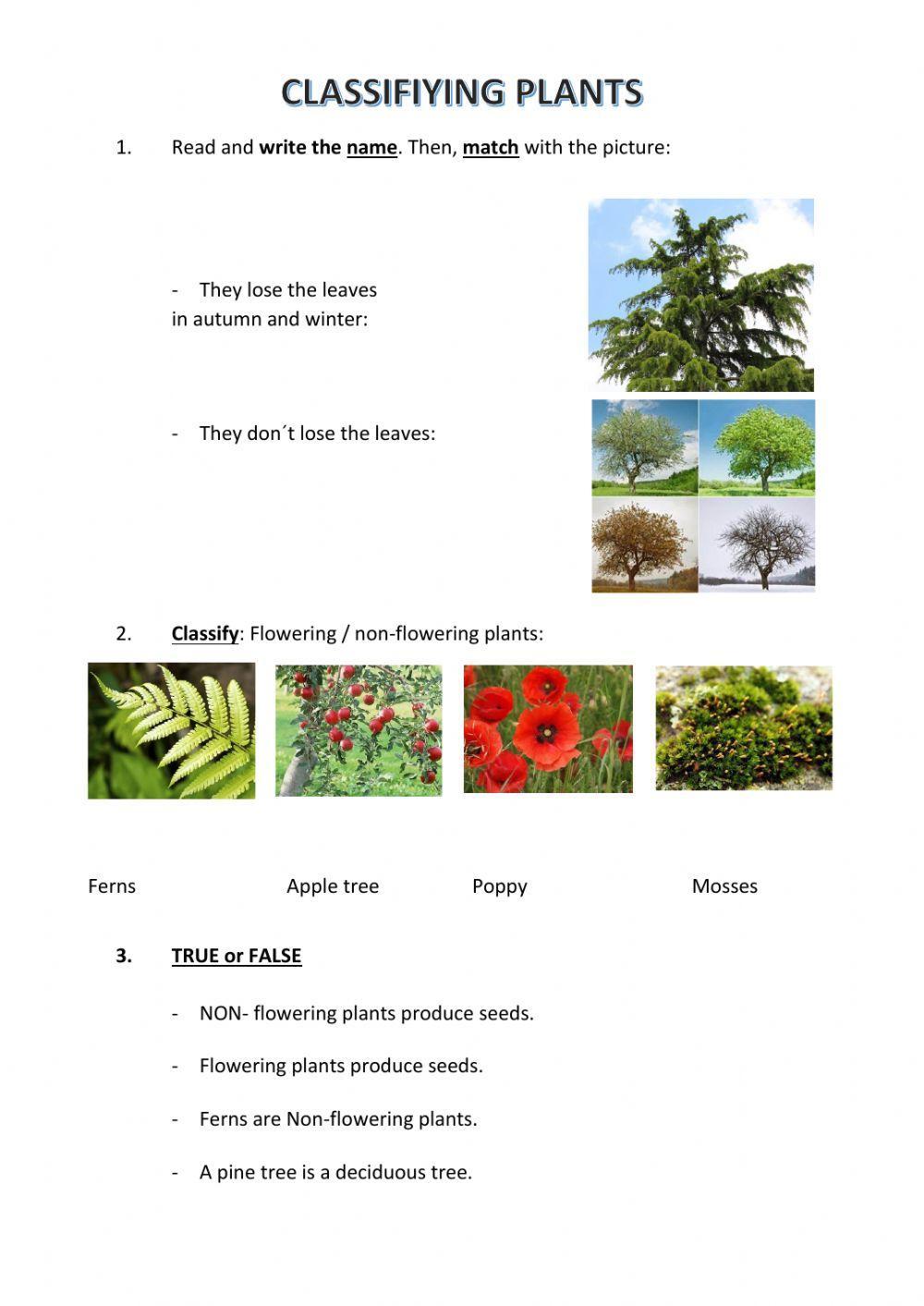 214206 | Classifying plants | sromero | LiveWorksheets 214206 | Classifying plants | sromero | LiveWorksheets