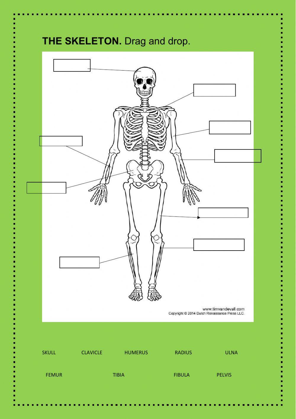 The locomotor s… | Free Interactive Worksheets | 214635