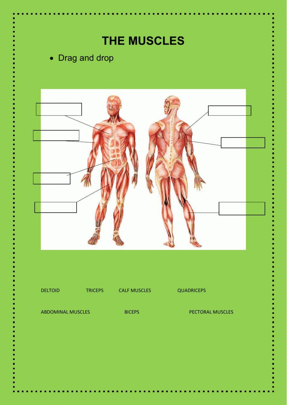 The locomotor s… | Free Interactive Worksheets | 214635
