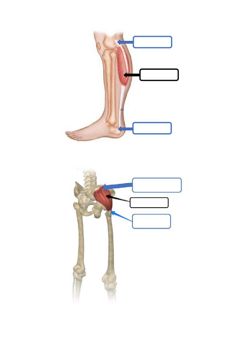 Points of origin and insertion online exercise for | Live Worksheets