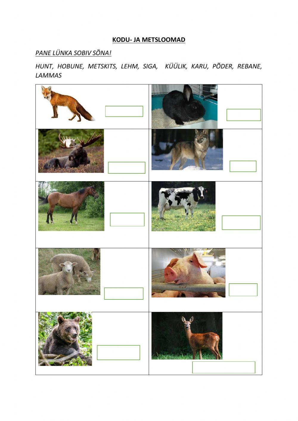 Loomad online exercise for | Live Worksheets