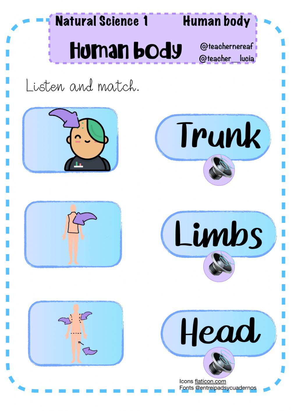 Human body: head, trunk, limbs 5733183 | TeacherLucia_