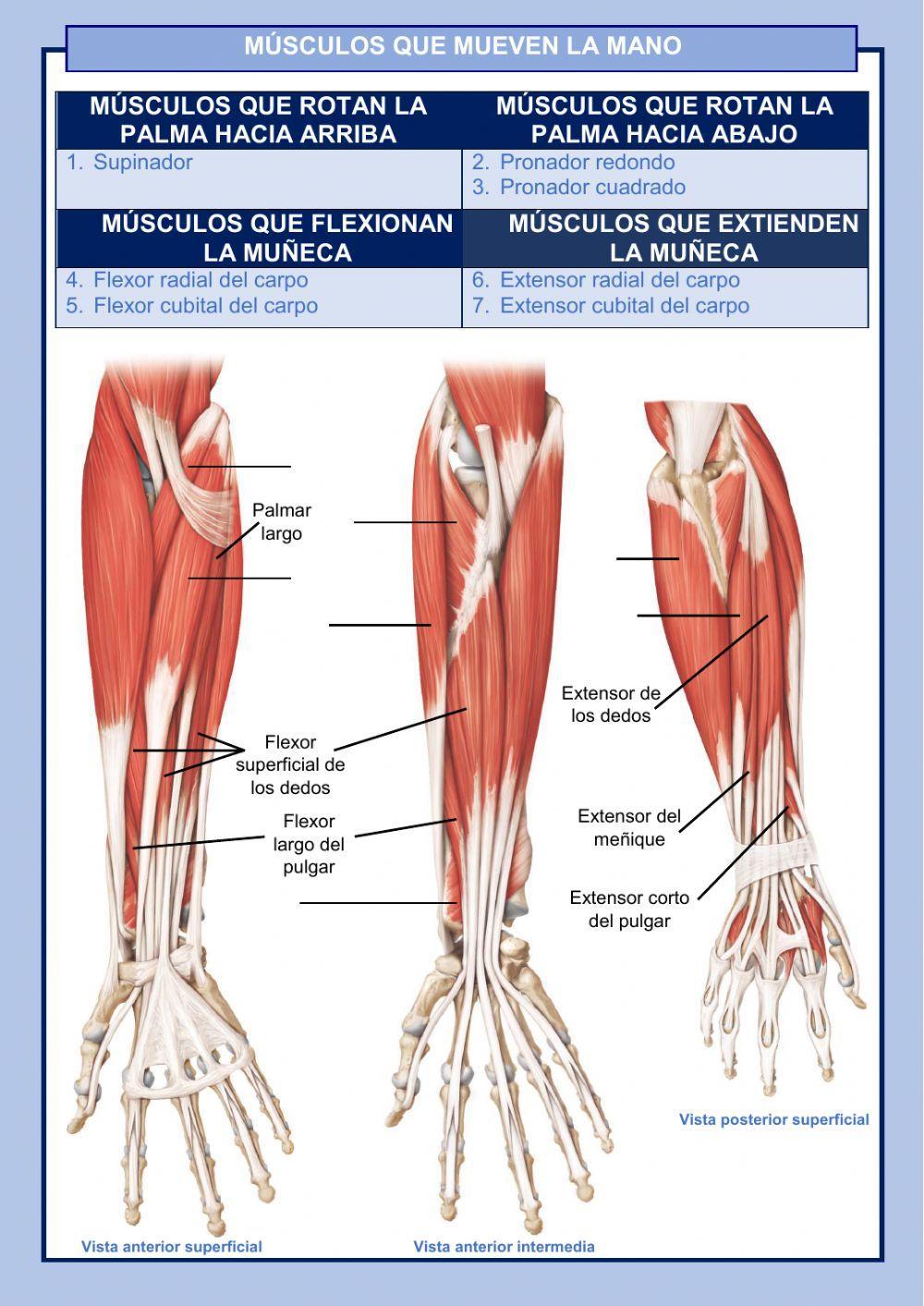 Anatomía De Los Músculos De Las Extremidades Superiores