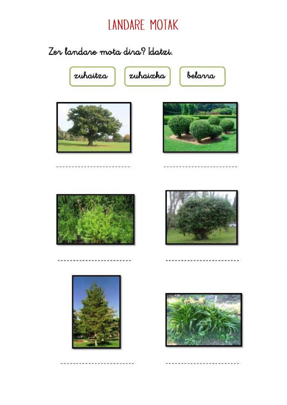 Landare motak | Free Interactive Worksheets | 229140