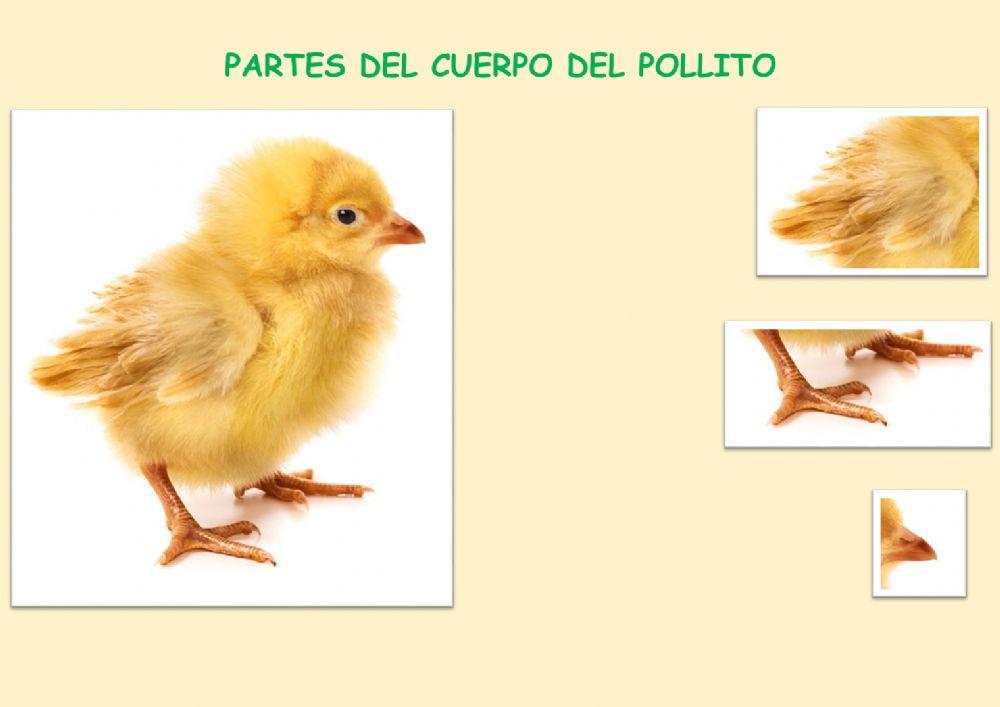 partes del poll… | Free Interactive Worksheets | 5741861