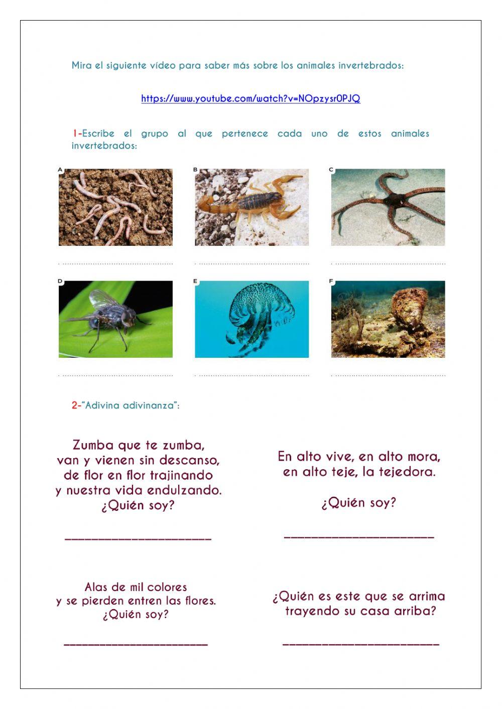231301 | Animales invertebrados | May G. Fajes