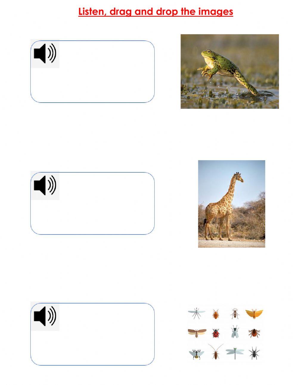 ANIMALS REVIEW 1 worksheet | Live Worksheets