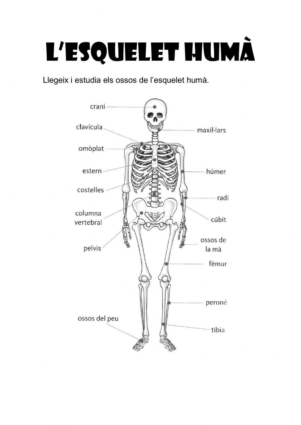 L'esquelet 231906 | Catalina2020 | LiveWorksheets