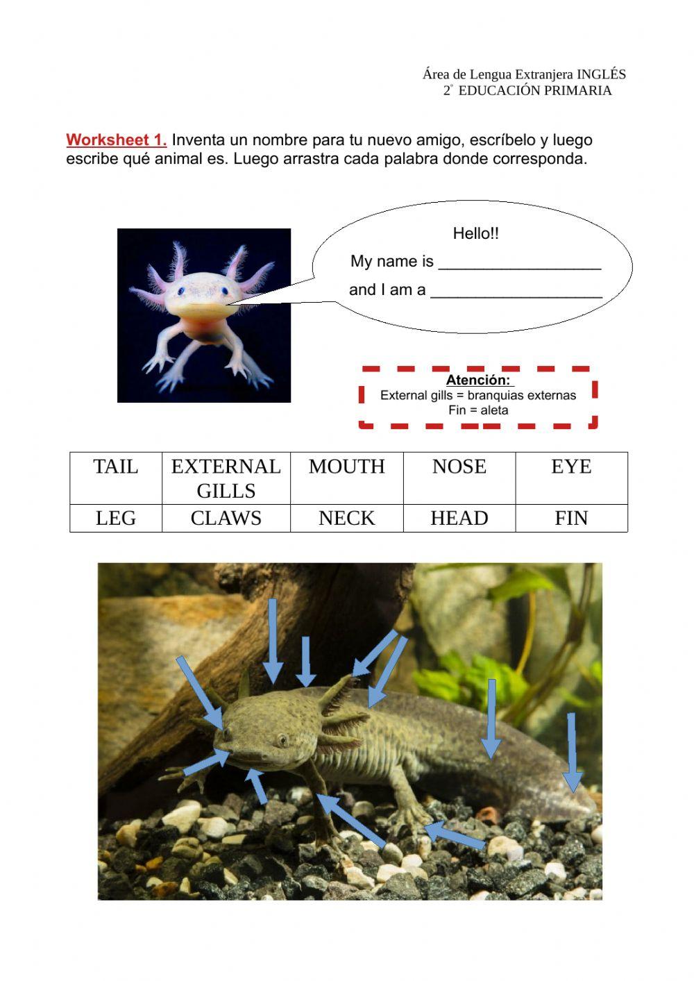 Worksheet 1 UD Animals worksheet | Live Worksheets