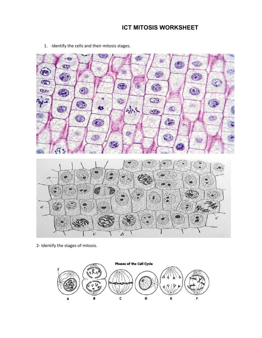 5749565 | Mitosis phases | DIANA FLOR SANCHEZ GÓMEZ