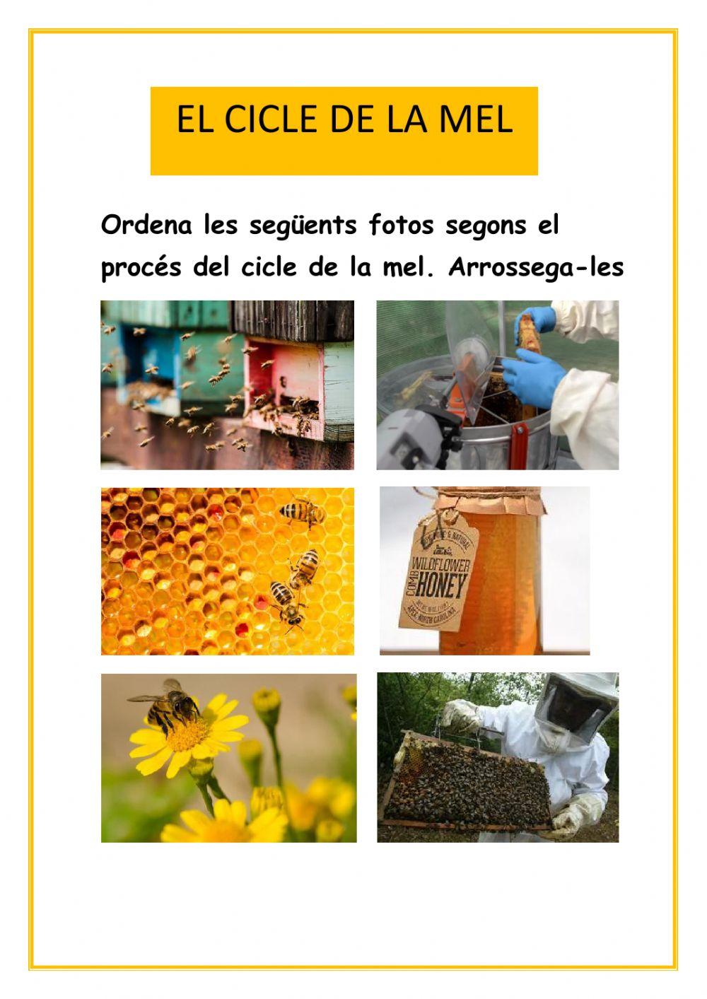 El cicle de la mel | rgual | Live Worksheets