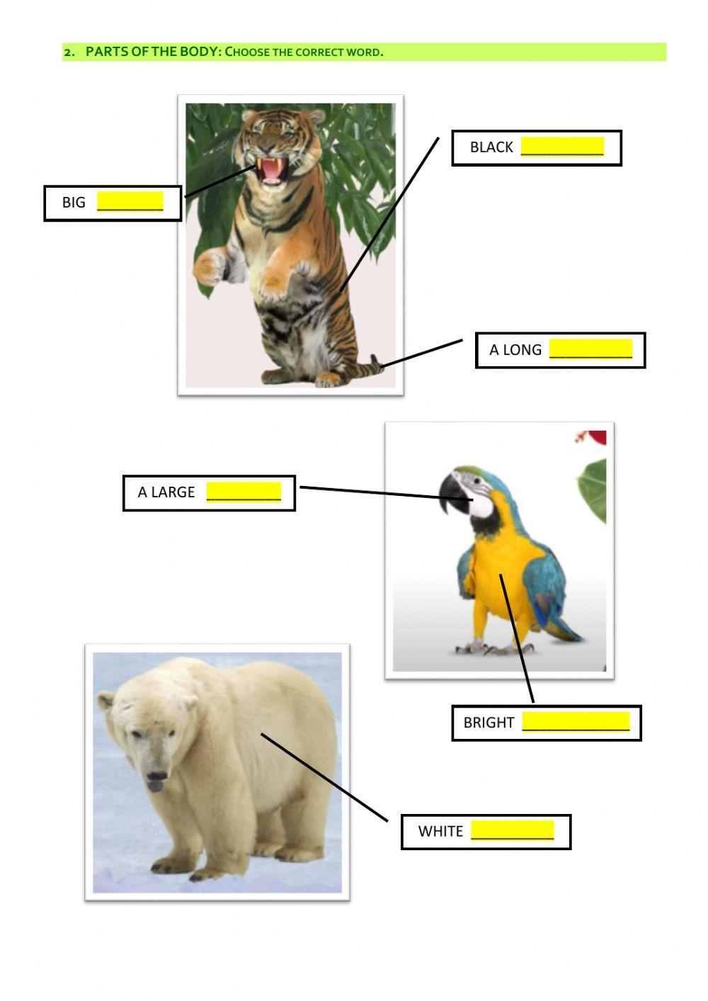 Wild Animals 2 exercise | Live Worksheets