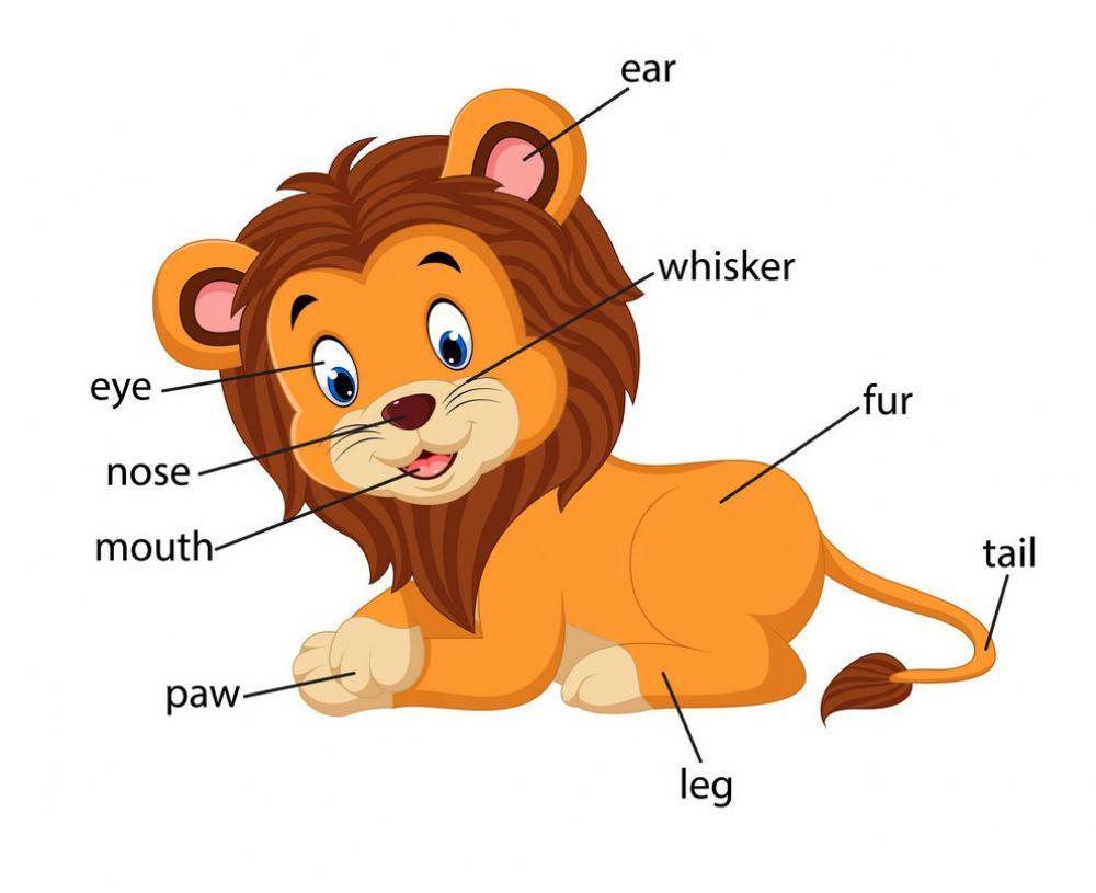 lion body parts interactive worksheet | Live Worksheets