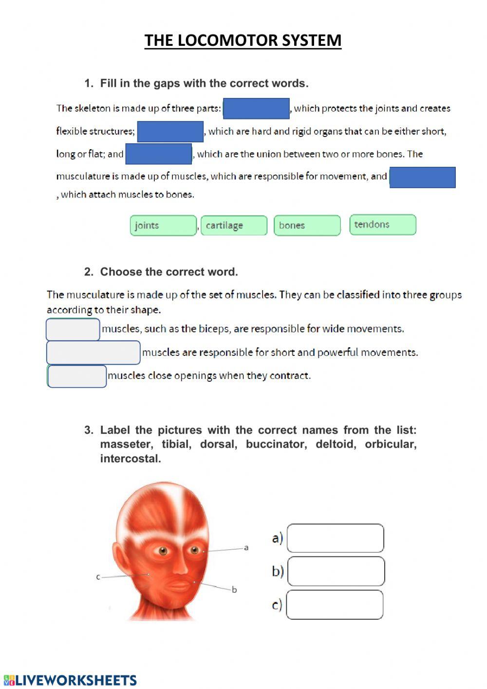150365 | The locomotor system | ralfer | LiveWorksheets