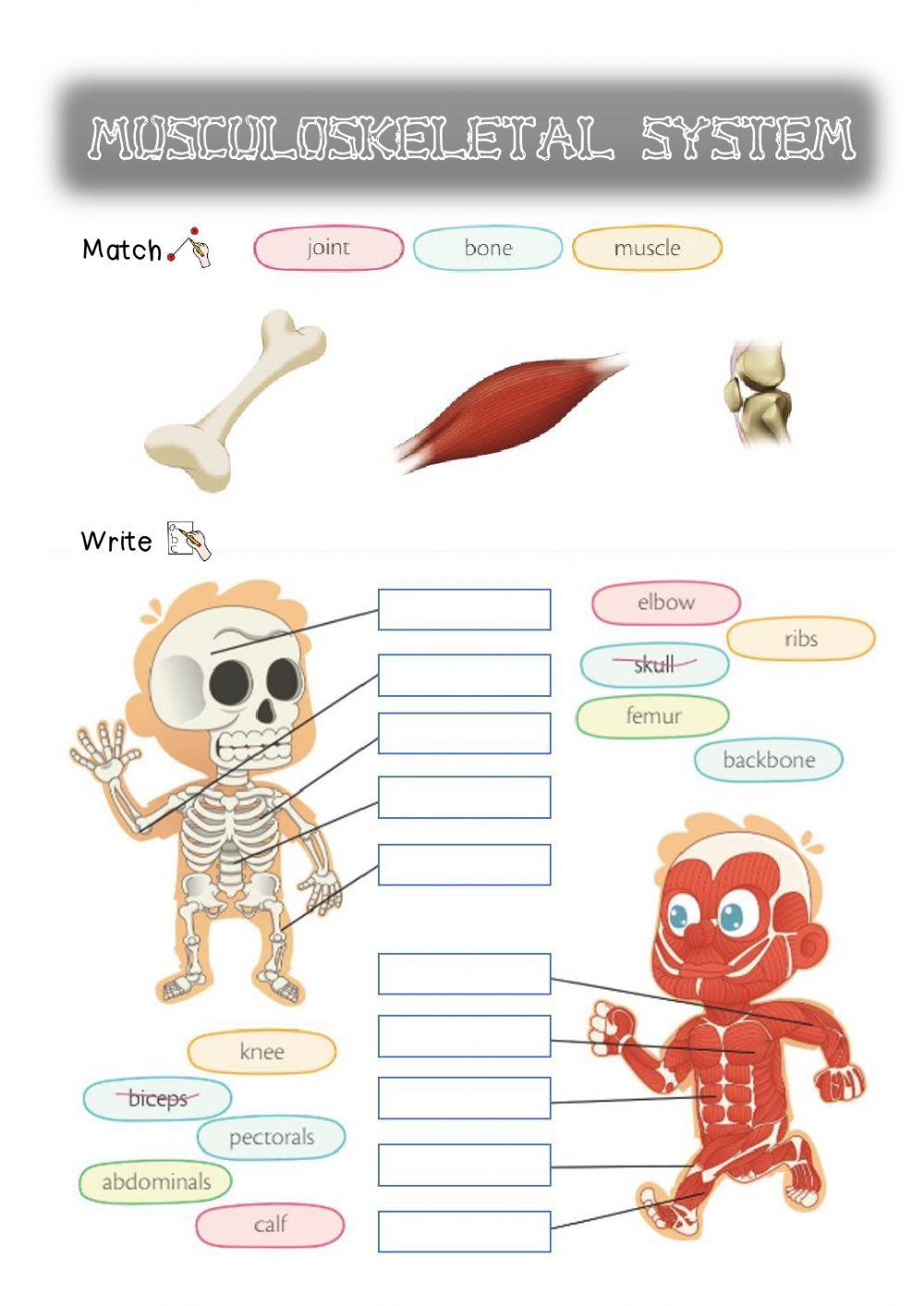 5766565 | Musculoskeletal system | Raquelcca