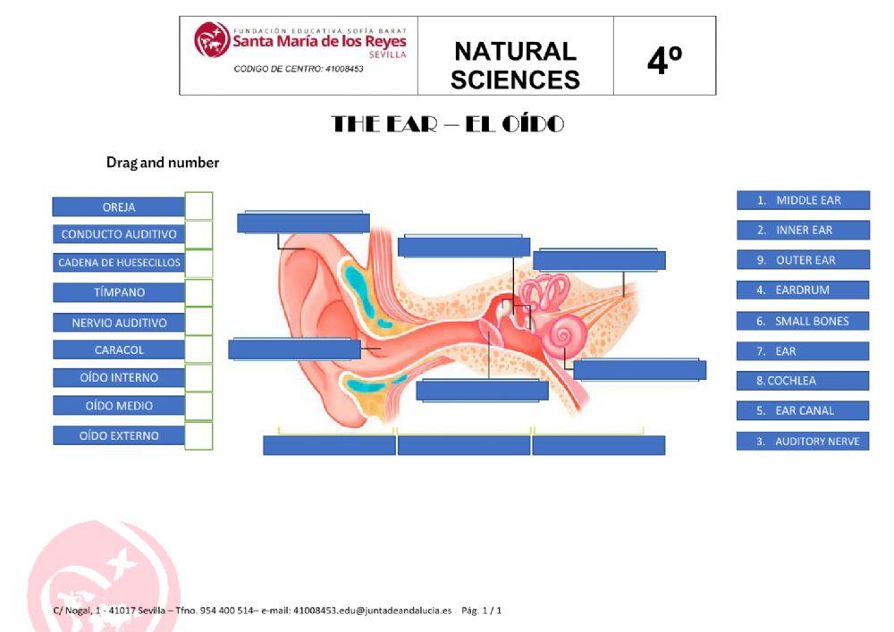 The ear interactive worksheet | Live Worksheets