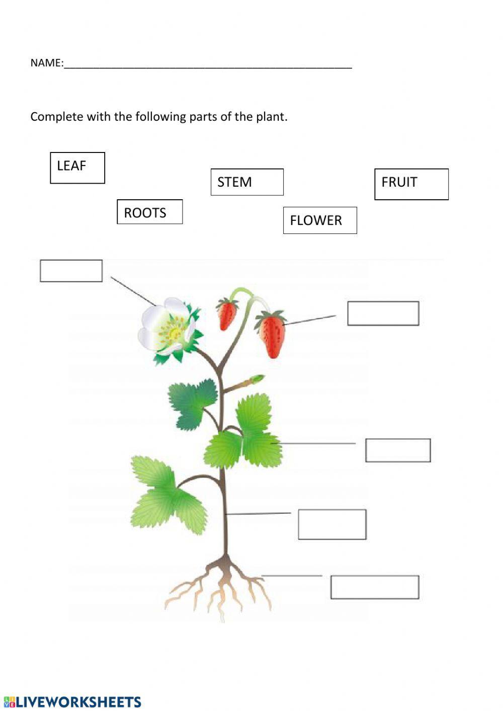 Parts Of The Plant 1 Grade Worksheet Live Worksheets parts-of-the-plant-1-grade-worksheet-live-worksheets