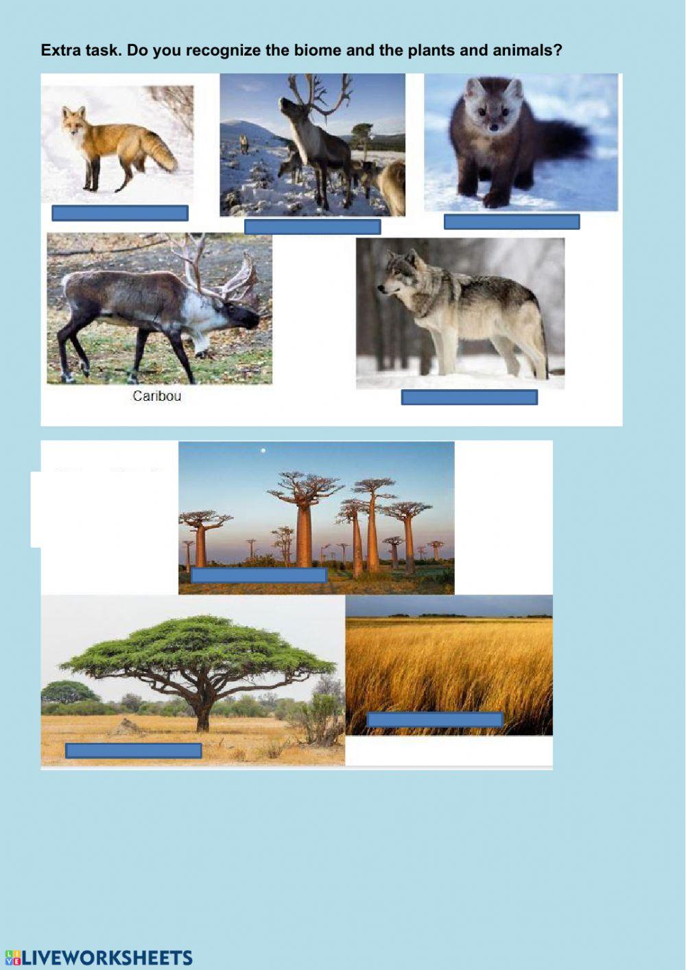 152845 | Ecosystems | Marcelina Gonia | LiveWorksheets