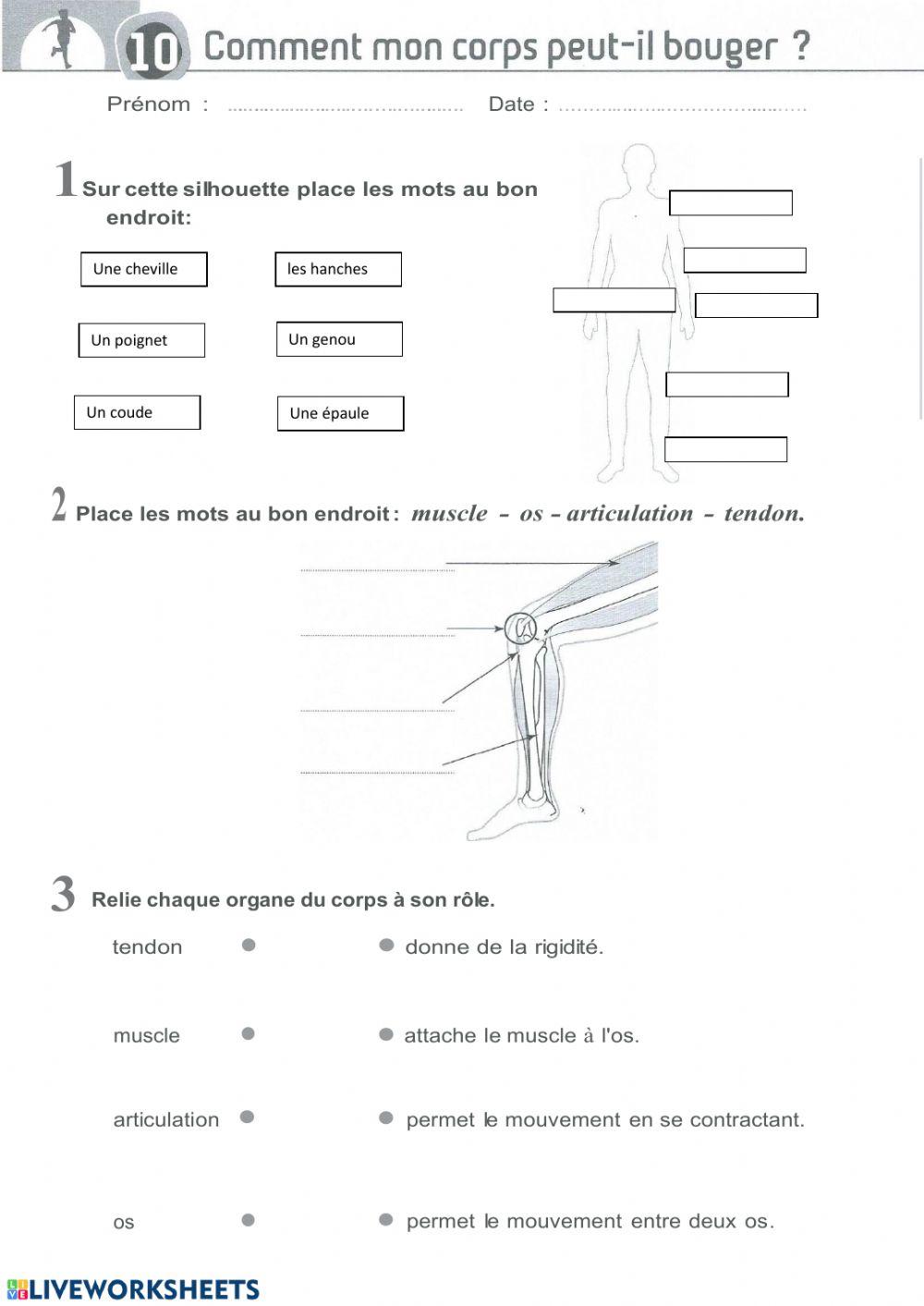 CE1 CE2 Bilan le corps online exercise for | Live Worksheets