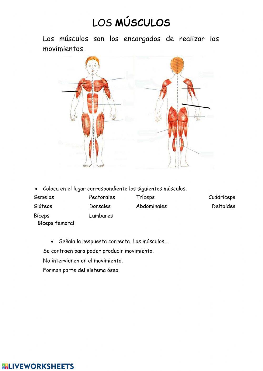 Los músculos interactive activity | Live Worksheets