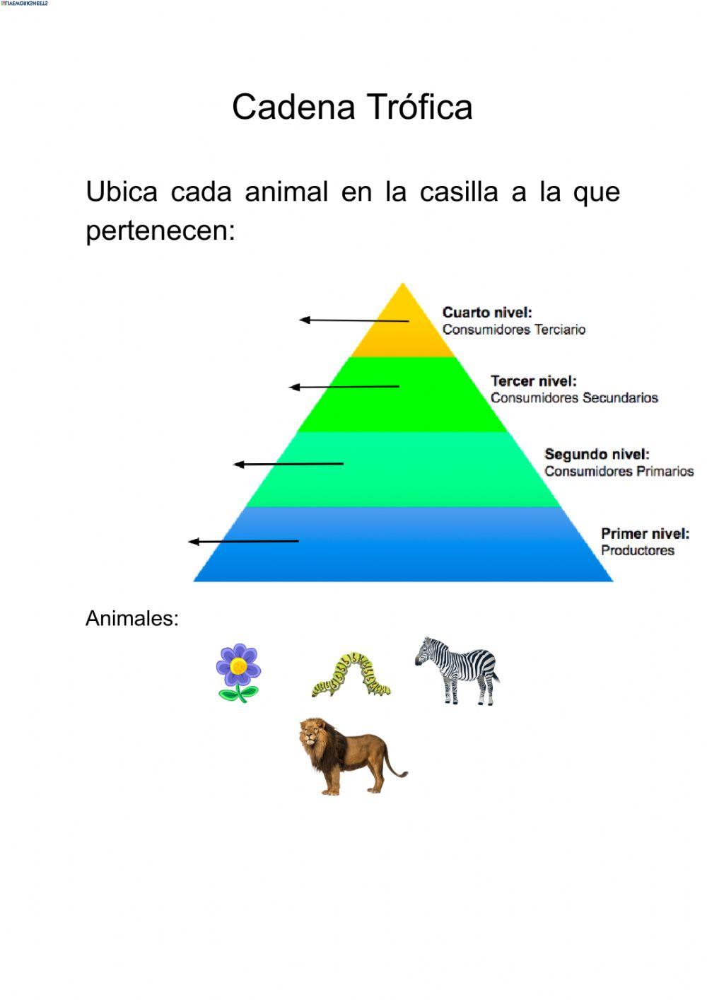 Cadena Trófica activity | Live Worksheets