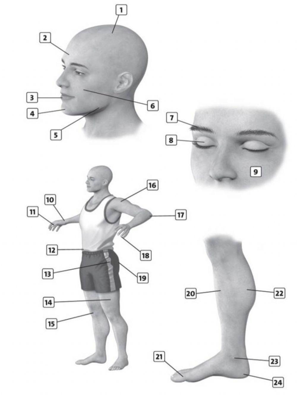 Human Body | Free Interactive Worksheets | 153547