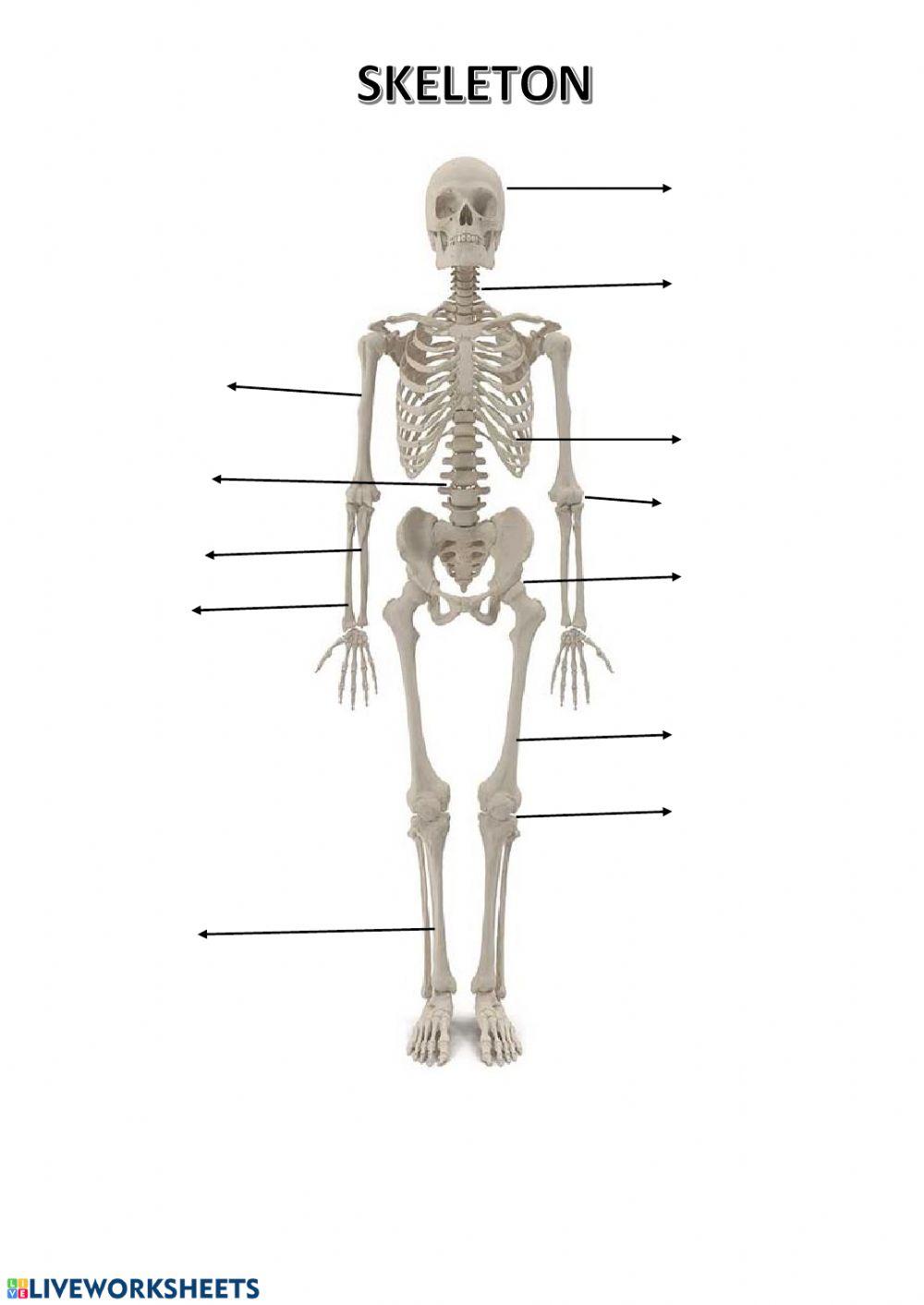 Skeleton interactive worksheet | Live Worksheets