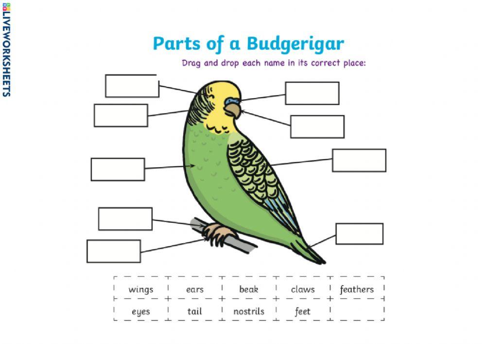 Parts of a bird | Free Interactive Worksheets | 5588948