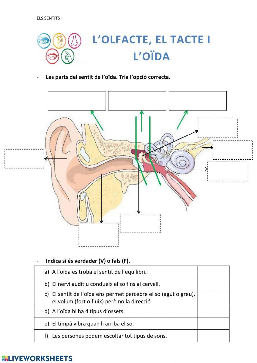 Els sentits 159113 | 4tenricfarreny | Live Worksheets