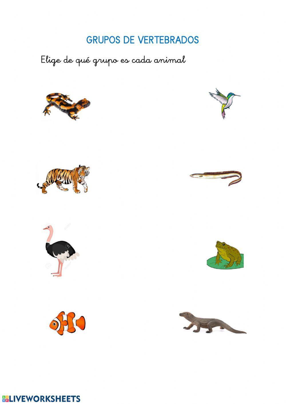 Grupos de vertebrados Jarama worksheet | Live Worksheets