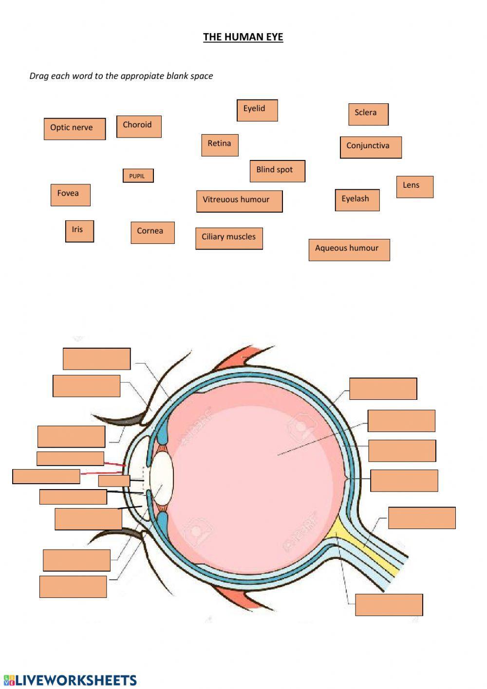 eye worksheet