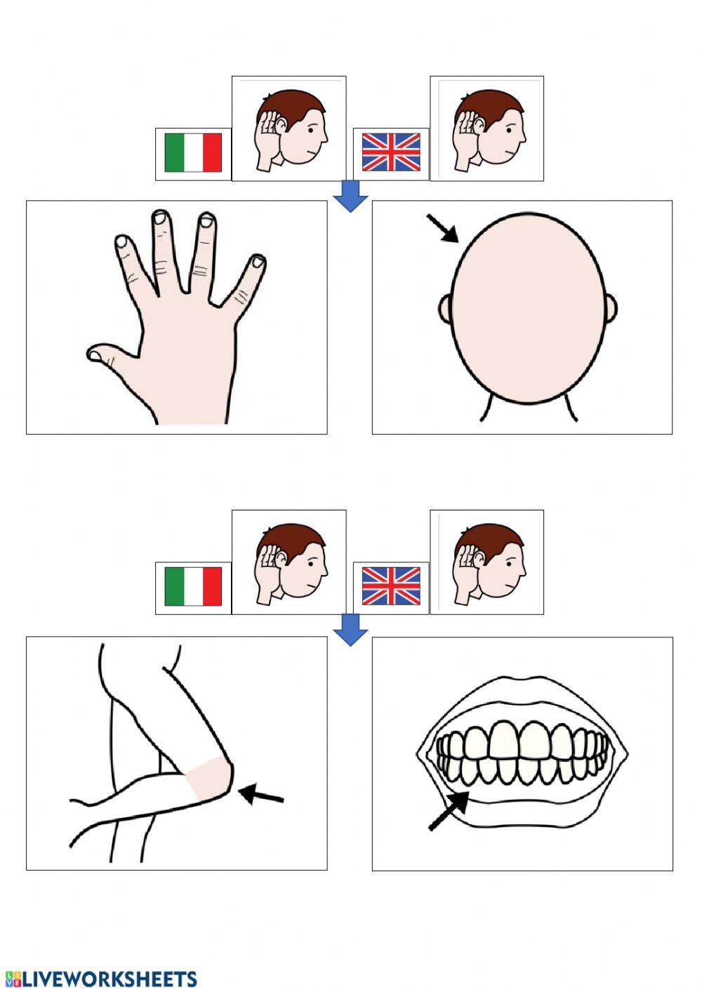 Body parts | Free Interactive Worksheets | 163538