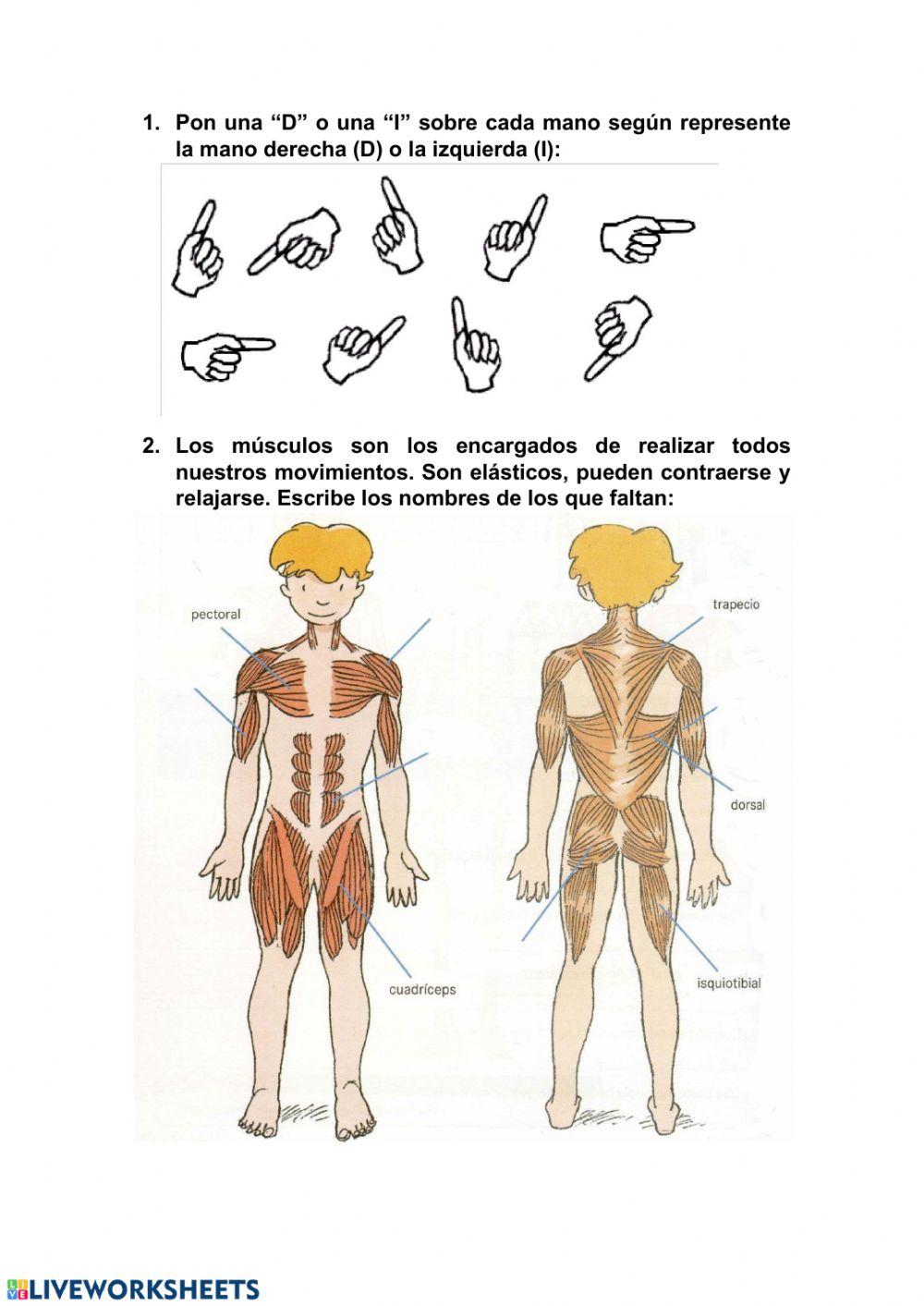 Músculos | Free Interactive Worksheets | 167260