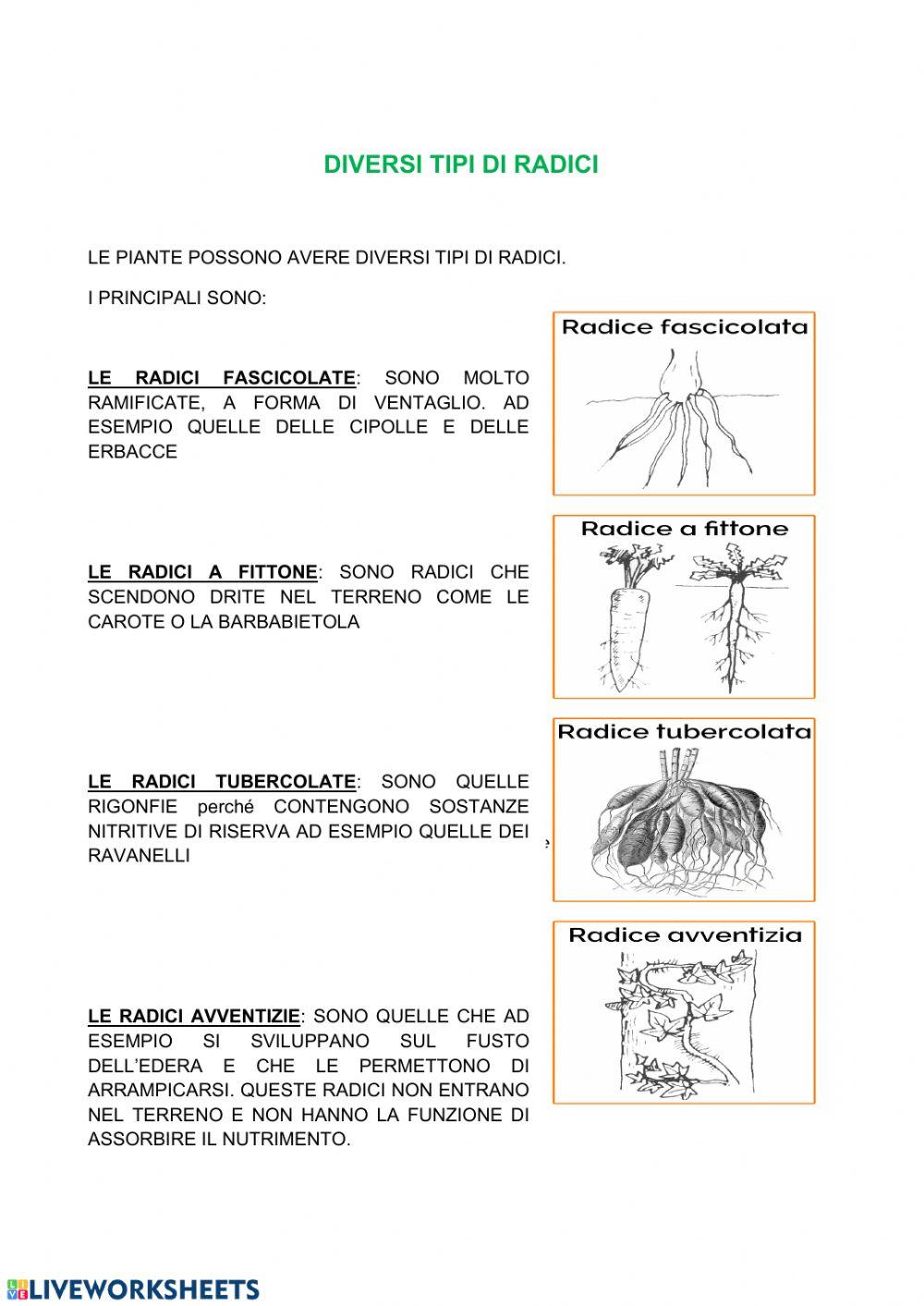 Le radici worksheet | Live Worksheets