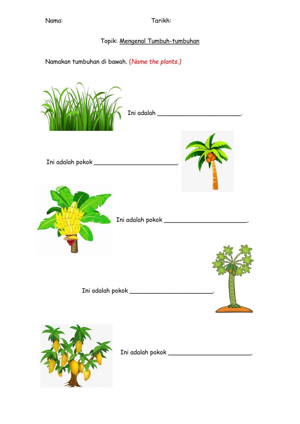 Pokok worksheet | Live Worksheets
