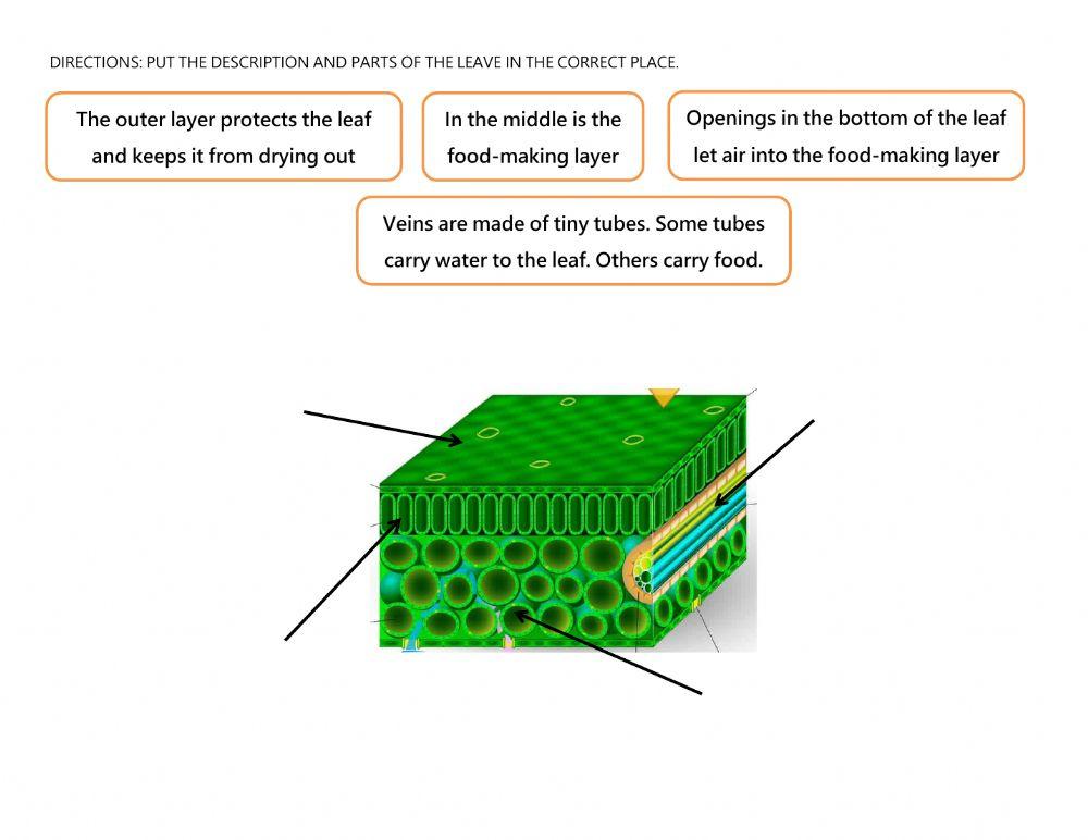 Internal struct… | Free Interactive Worksheets | 269825
