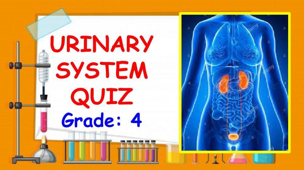Urinary System Anatomy Quiz