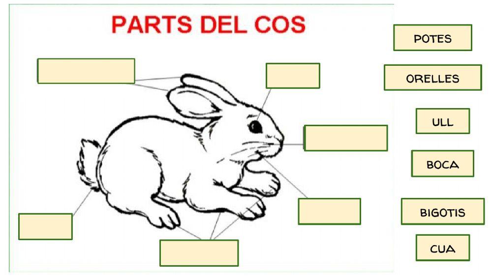 El conill worksheet | Live Worksheets