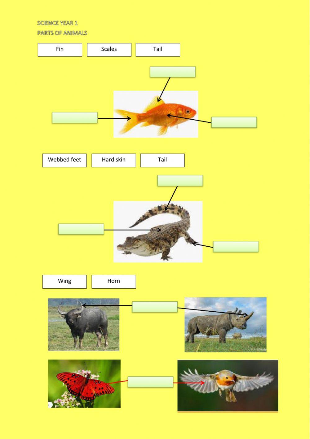 Parts of animals | Free Interactive Worksheets | 273864