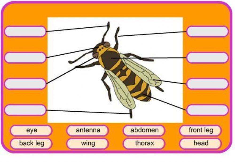 PARTS OF INSECT… | Free Interactive Worksheets | 1232876
