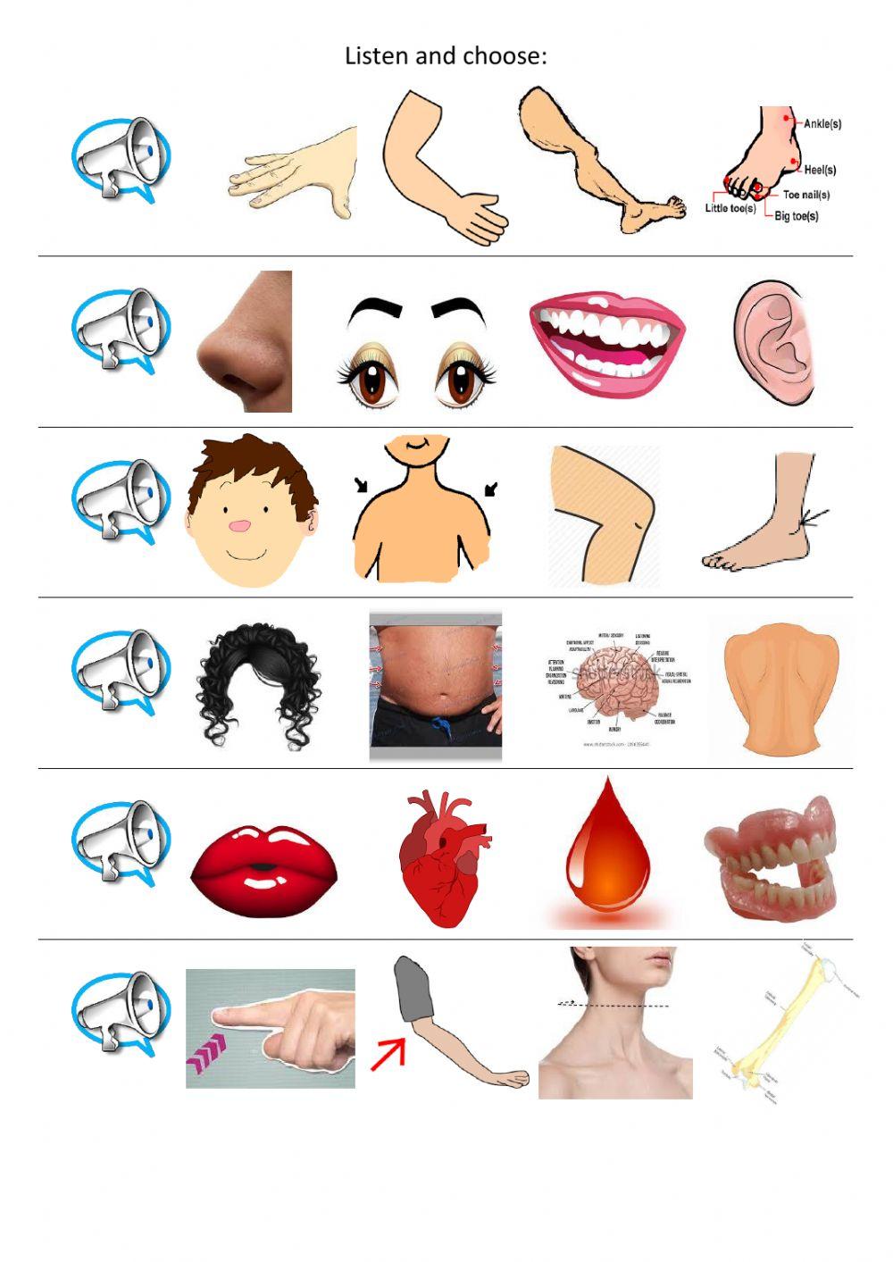 Human body 2 worksheet | Live Worksheets