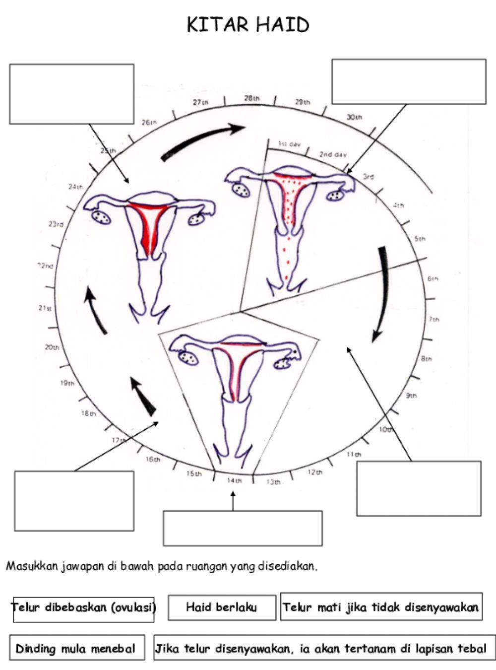Kitaran Haid worksheet | Live Worksheets